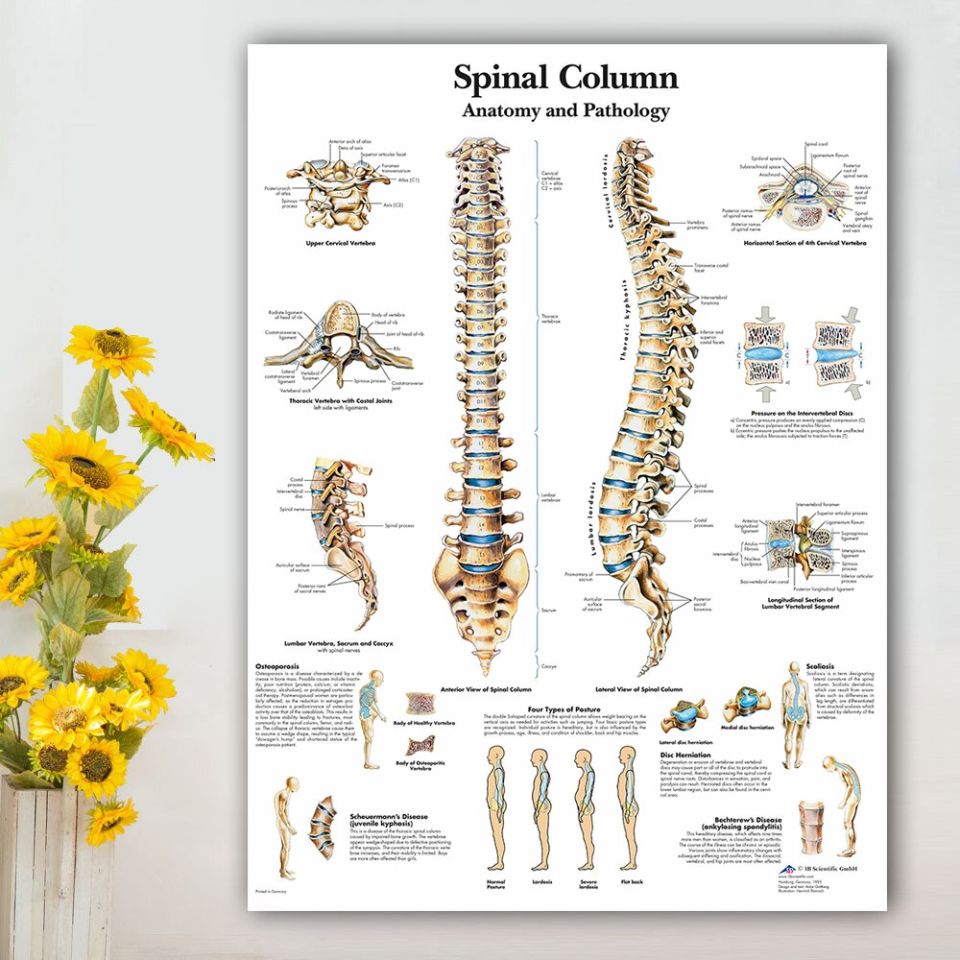Spinal Column Anatomy Chart – The Canvas Museum