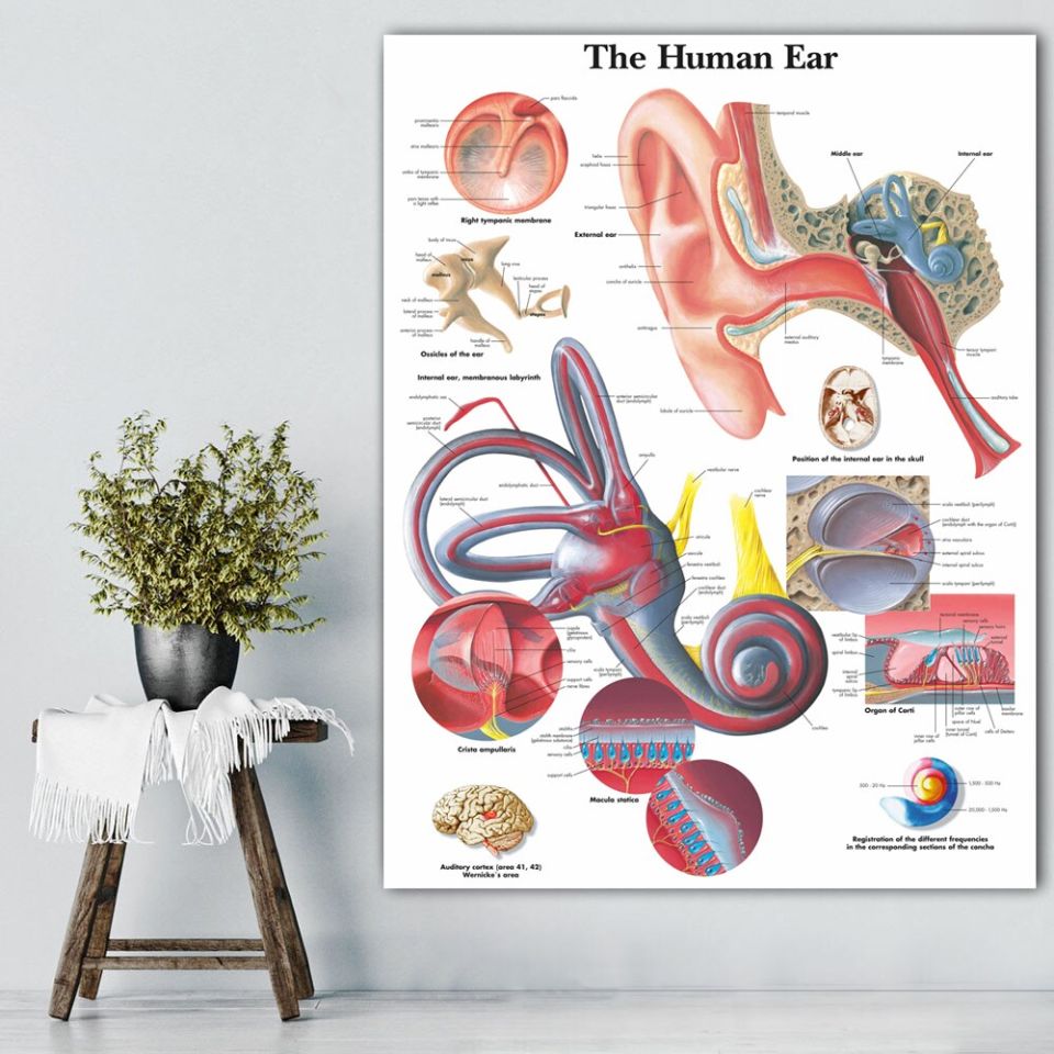 Human Ear Anatomical Chart - The Canvas Museum