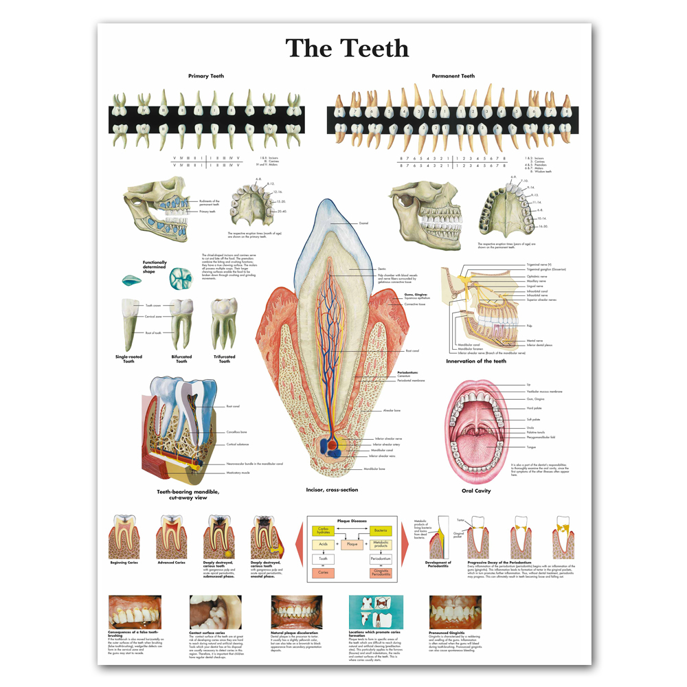 Human Teeth Anatomical Chart - The Canvas Museum